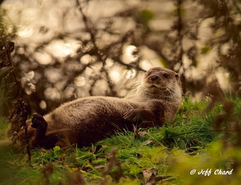 Otter Info | South Wales Otter Trust